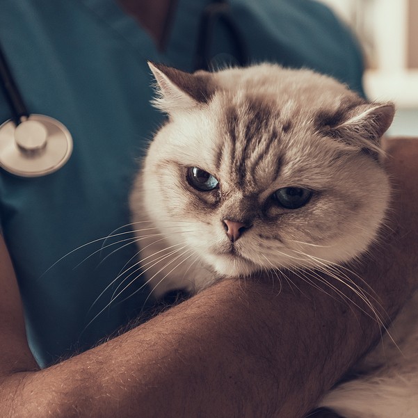 Feline Heartworm Guidelines updated by the AHS - American Heartworm Society